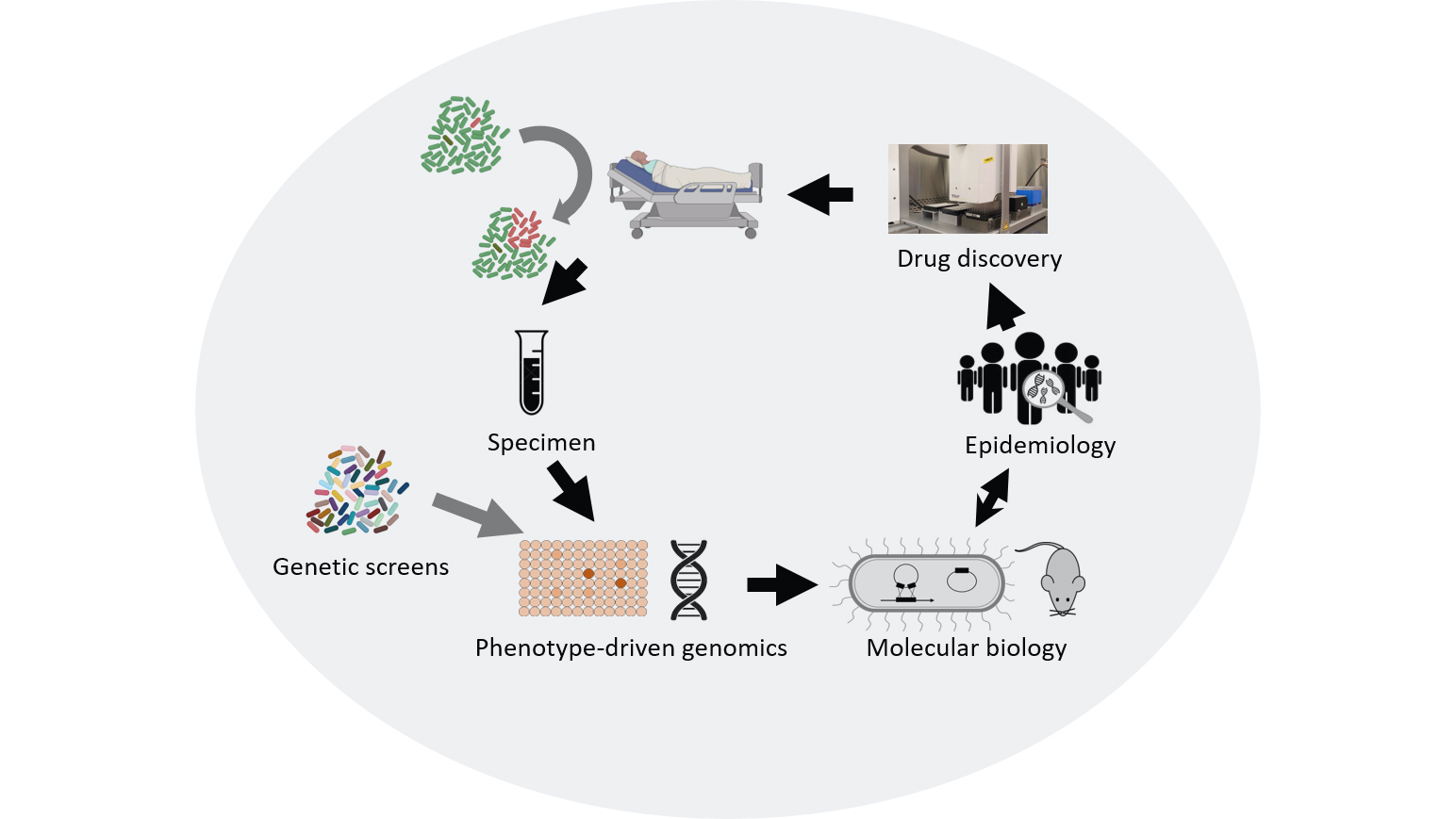 Host pathogen interactions in antibiotic-resistant and persistent ...
