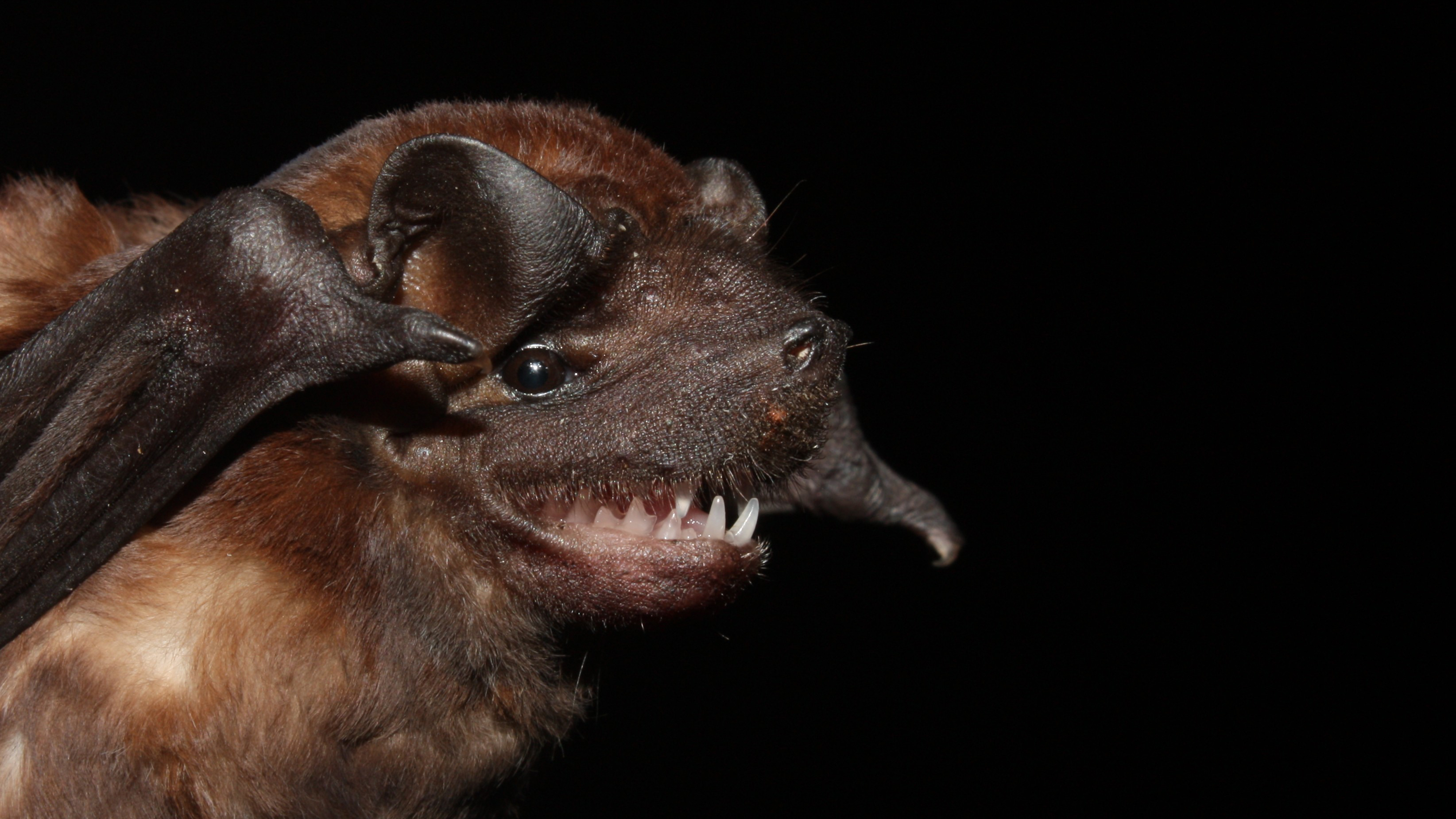 New study reveals bats are key players in cross-species spread of ...