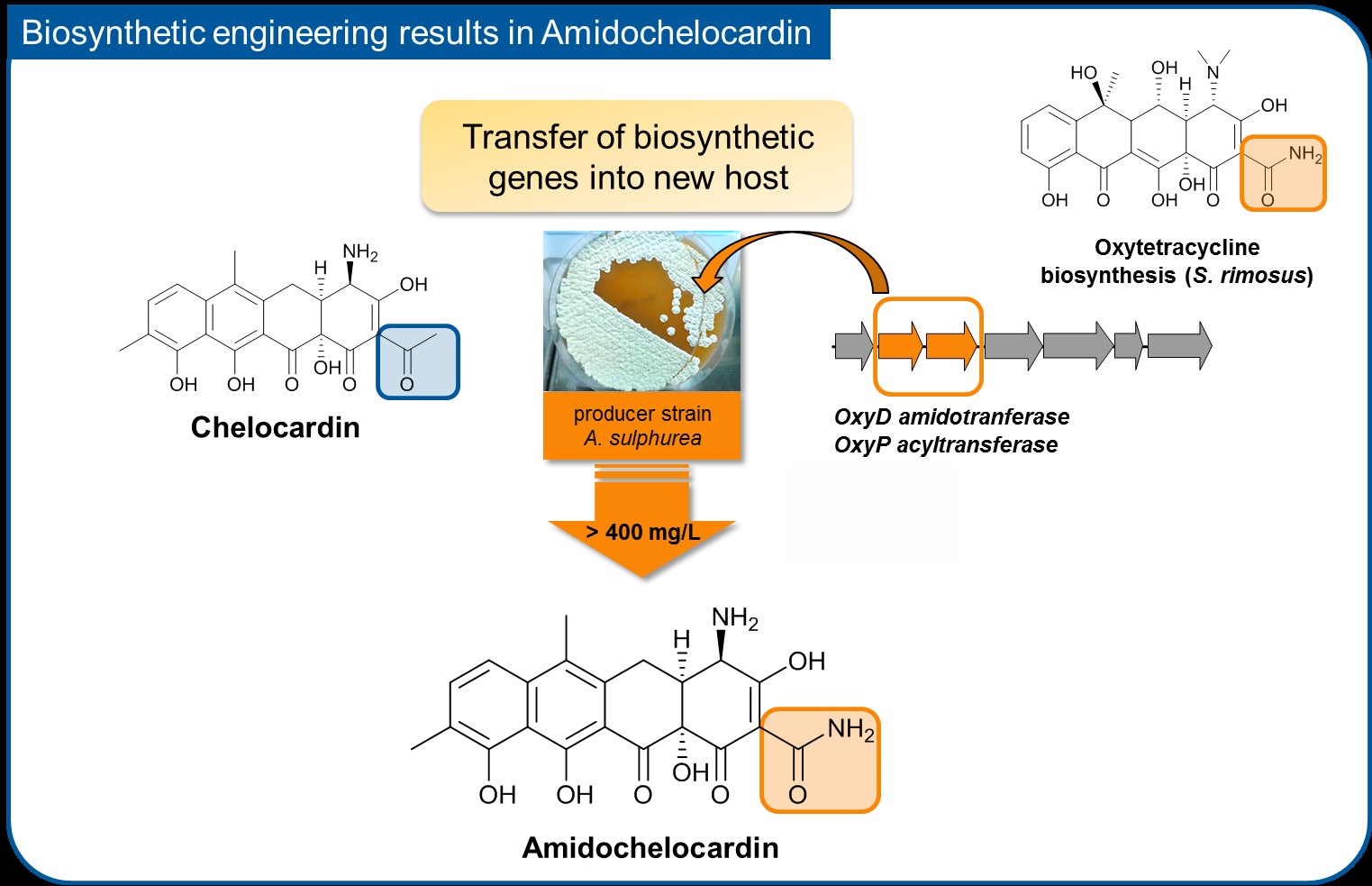 Preclinical development of Amidochelocardins | German Center for ...