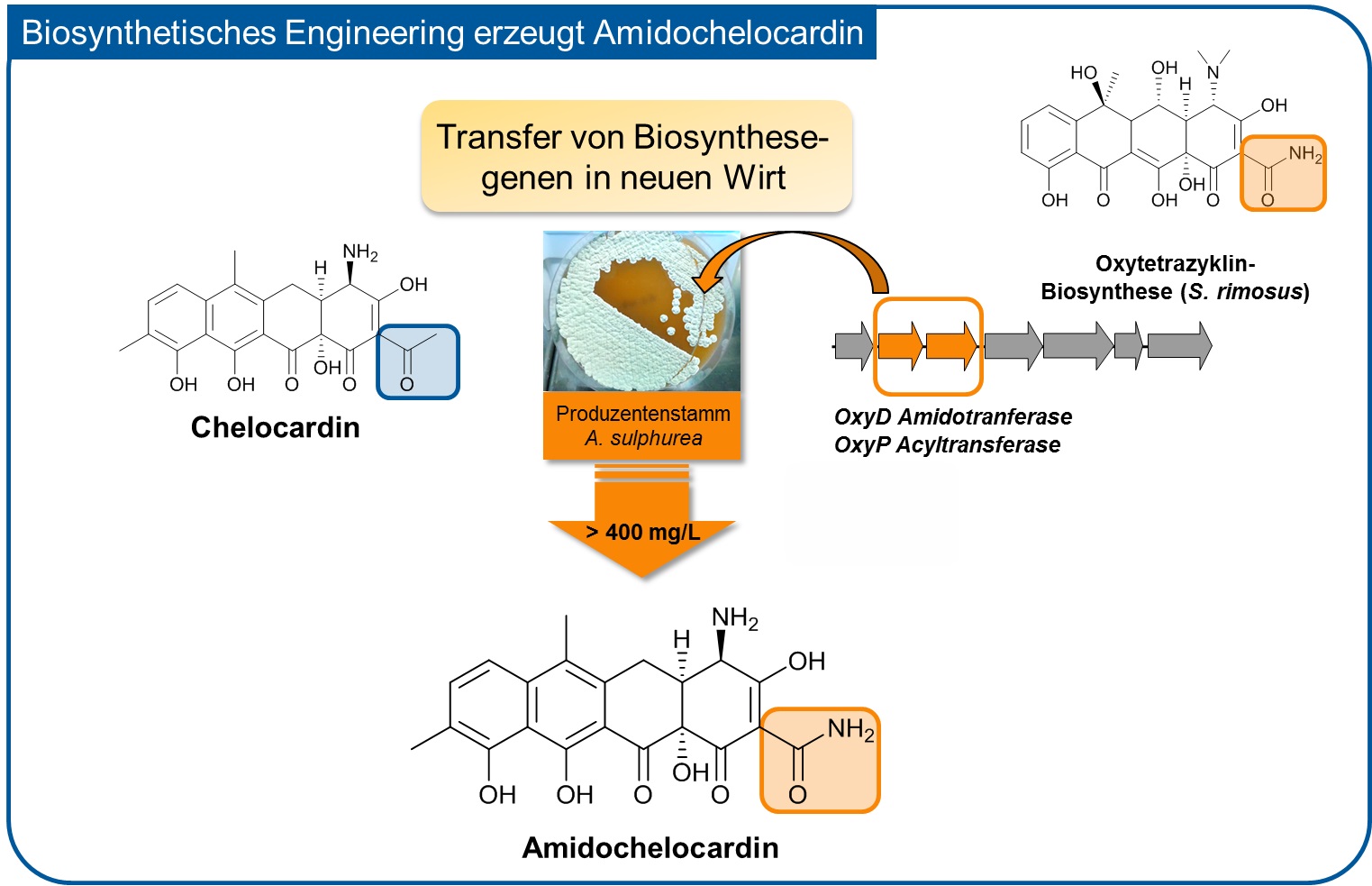 Präklinische Entwicklung von Amidochelocardinen | Deutsches Zentrum für ...