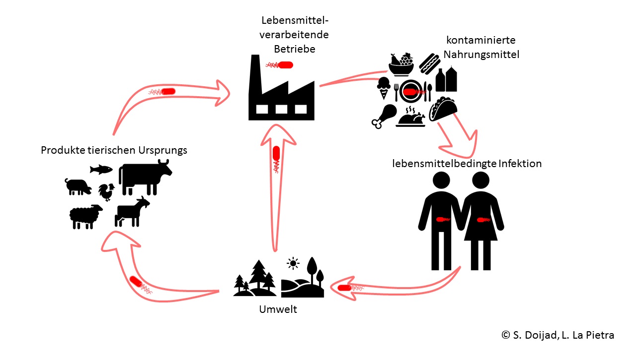 Hochvirulente Listeriose-Erreger entdeckt | Deutsches Zentrum für ...