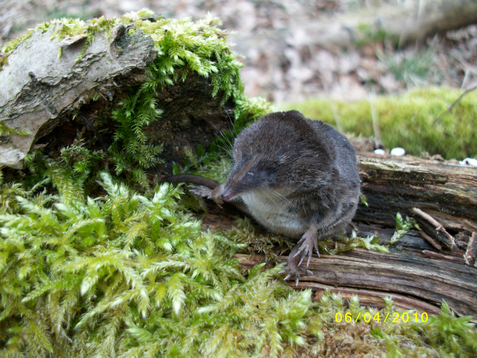 Hepatitis B: Unusual virus discovered in shrews | German Center for ...