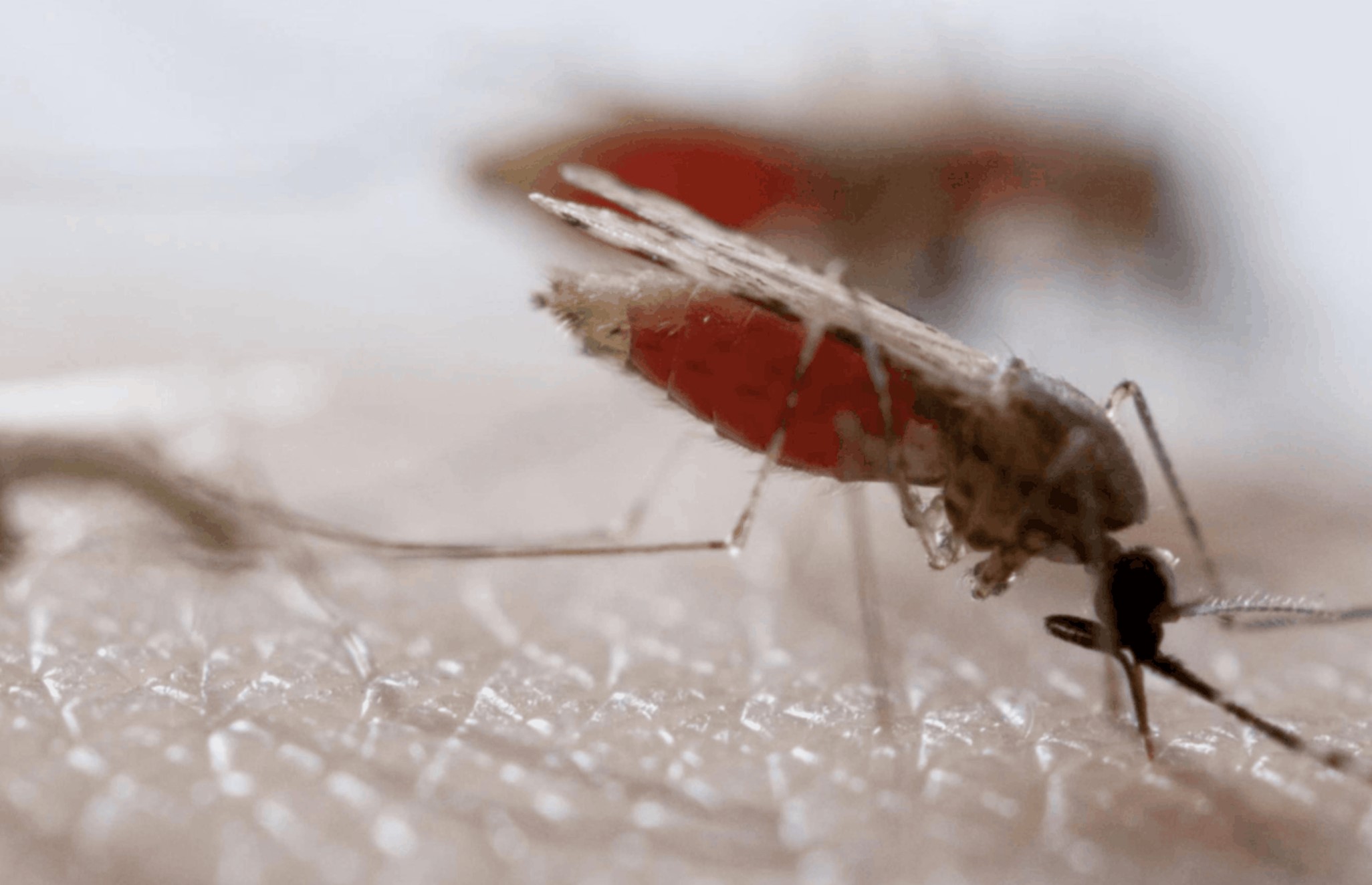Very slow developing malaria pathogens could be suitable as a vaccine ...