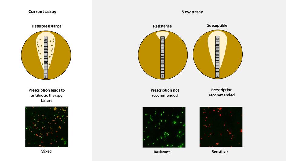 Targeted test for antibiotic resistance in clinical Enterobacter ...