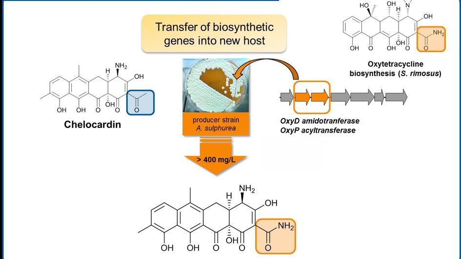 Preclinical development of Amidochelocardins | German Center for ...