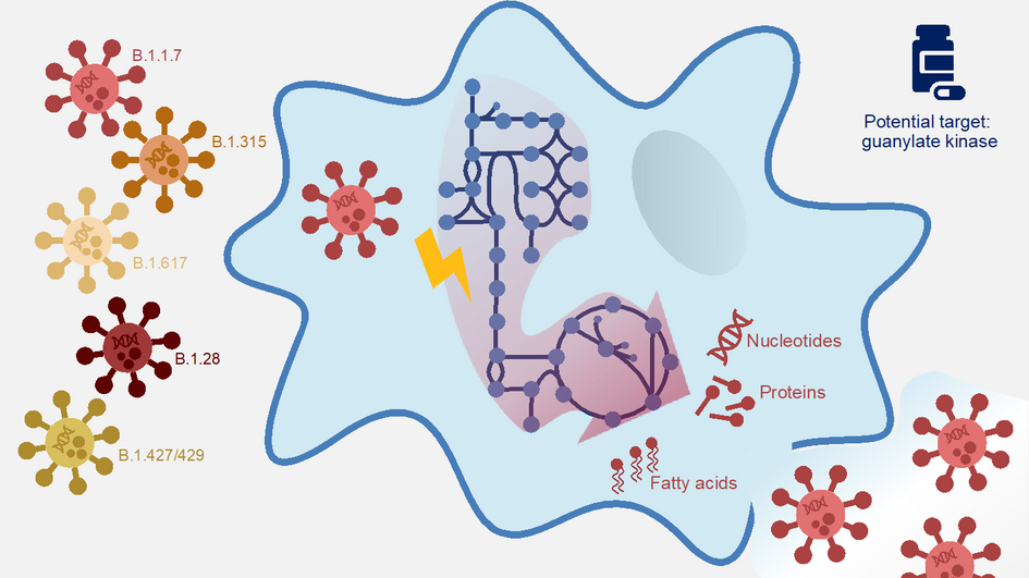 SARS-CoV-2: A computer model to visualise possible attack points of ...