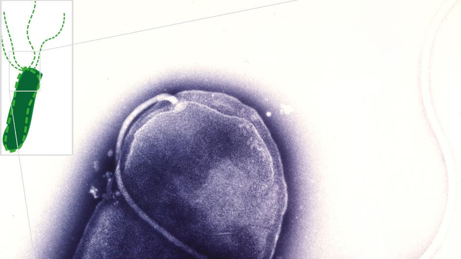 Bacterial Flagella Microscope
