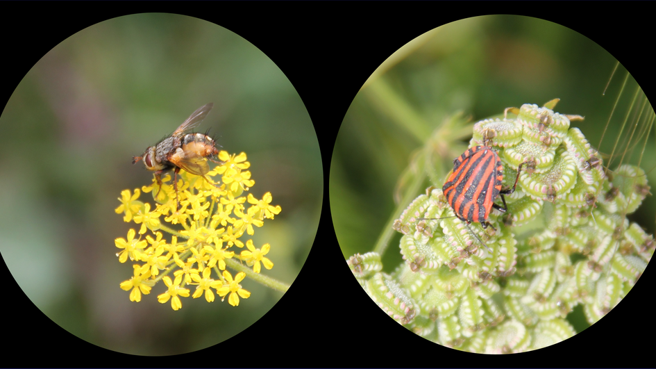 Hundreds of novel viruses discovered in insects | German Center for ...