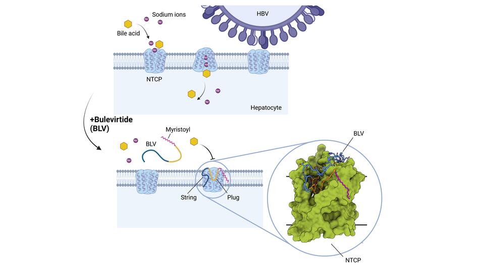 Mechanism of action of the hepatitis B and D virus cell entry inhibitor ...