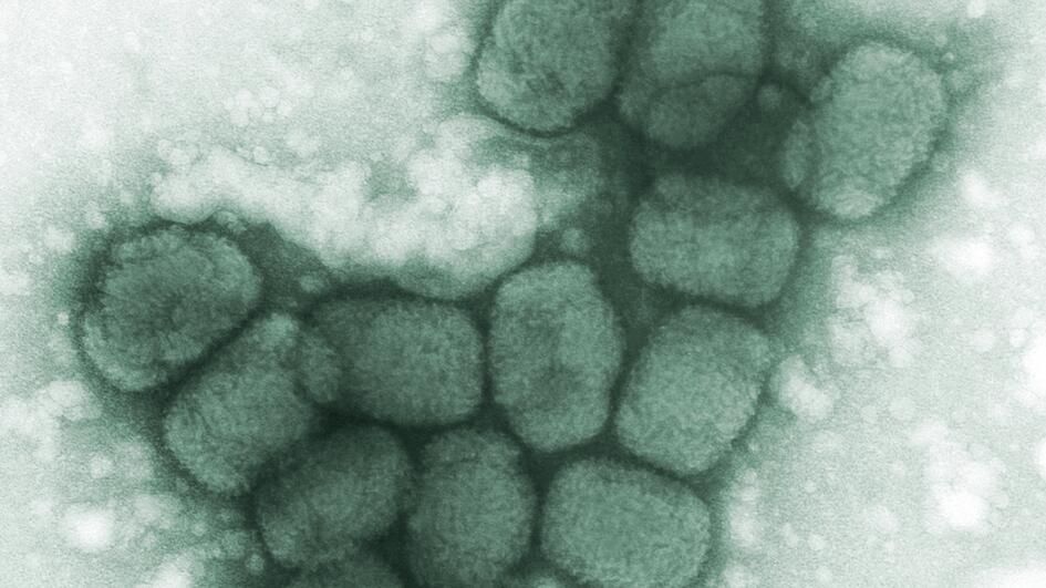 smallpox virus genome