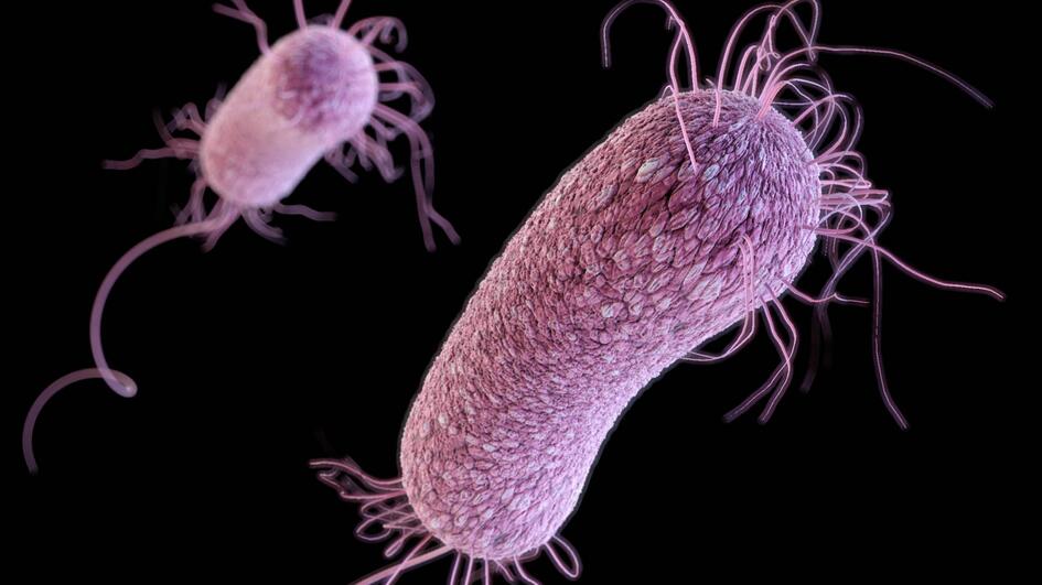 pseudomonas antibiotics