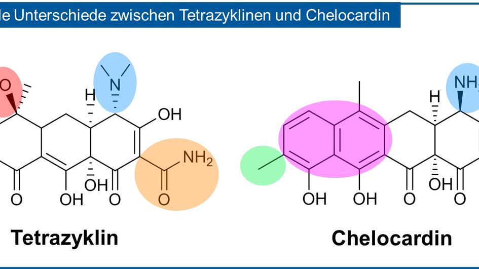 Präklinische Entwicklung von Amidochelocardinen | Deutsches Zentrum für ...