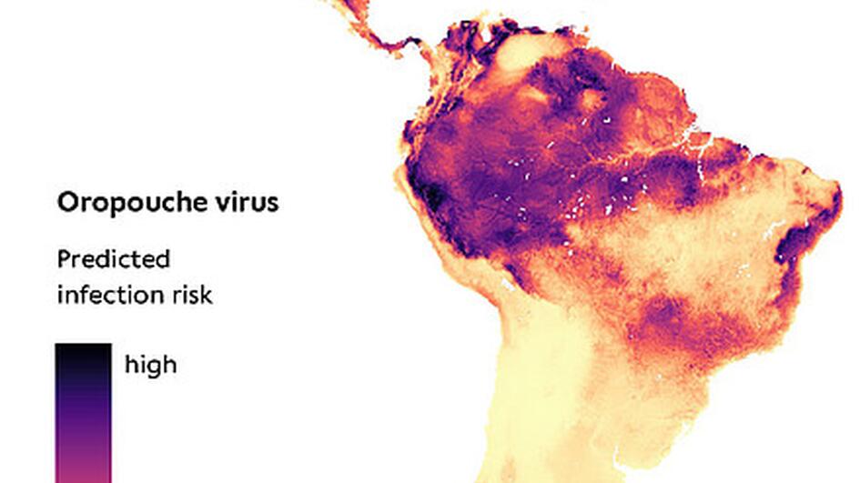 A mysterious pathogen: Oropouche virus more common in Latin America ...